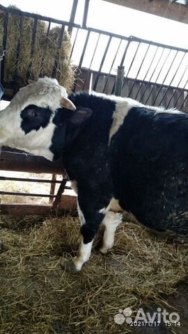 Быки на мясо,полтора года,3 шт