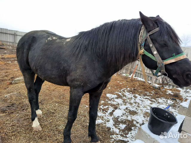 Жеребец, Конь