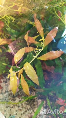 Прополка аквариумных растенмй