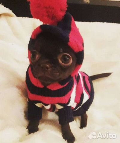 Вязка кобель чихуахуа- ищет жену