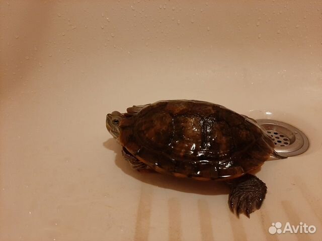 Отдам в хорошие руки морскую черепаху