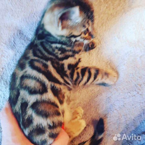 Бенгальские котята шоу класса