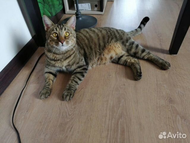 Очаровательный Котомужчина В Дар В Добрые Руки