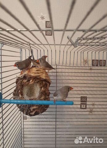 Зебровые амадины