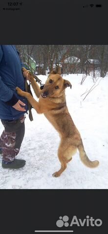 Собака в добрые руки бесплатно
