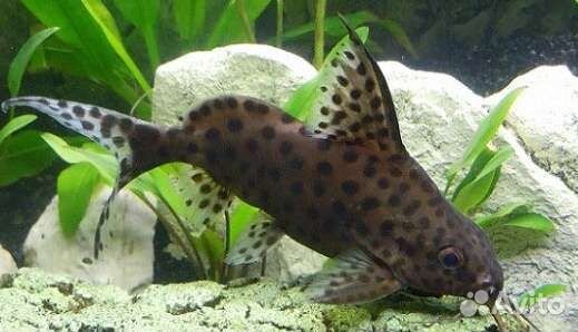 Сом синодонтис