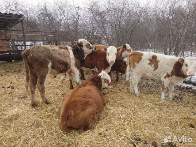 Домашние бычки