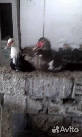 Индоутки на племя