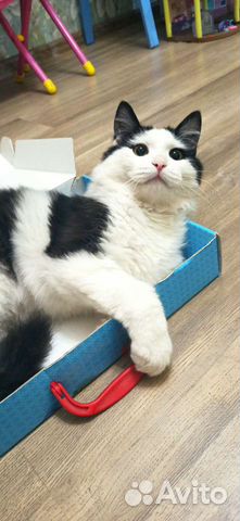 Кот в дар