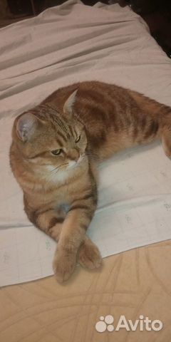Шотландский вислоухий кот на случку