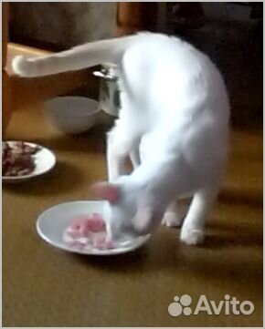 Голубоглазые котята