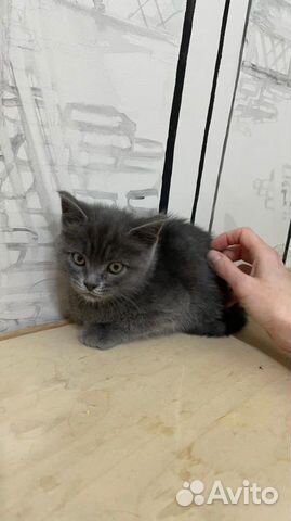 Котёнок 1,5месяца