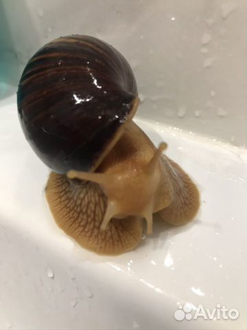 Улитки ахатины бесплатно