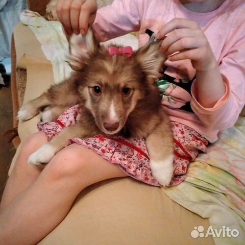 Мини хаски кли кай