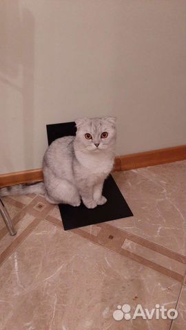 Кошка серебристая вислоухая шиншилла