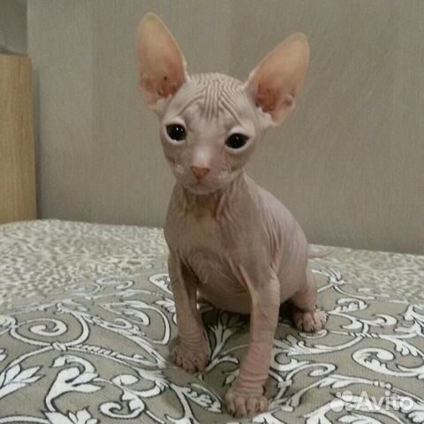 Канадский сфинкс