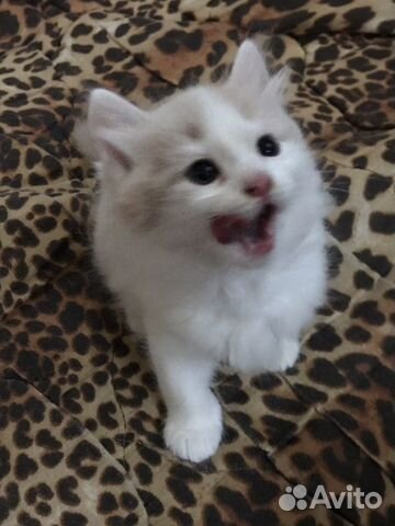 Котята в добрые руки. Котёнок. Кот