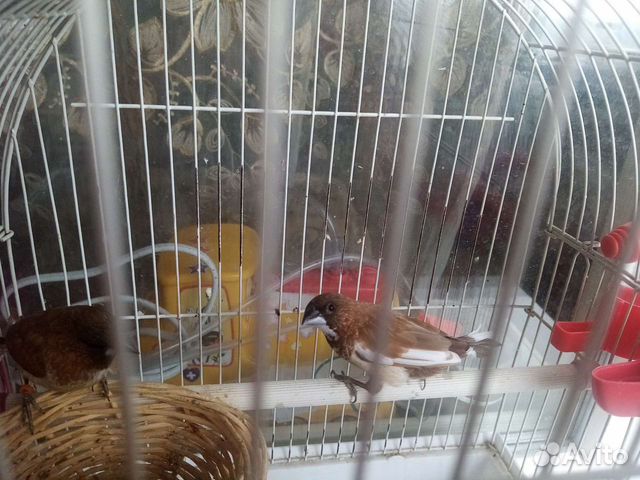 Японские амадины