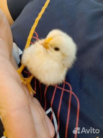 Ручной цыпленок