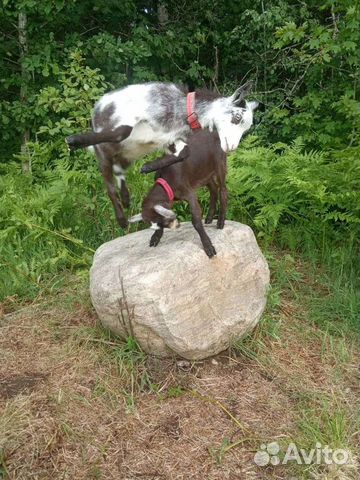 Отдаю козлят