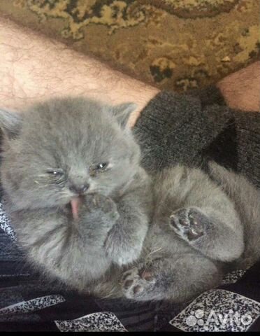 Кошка британская