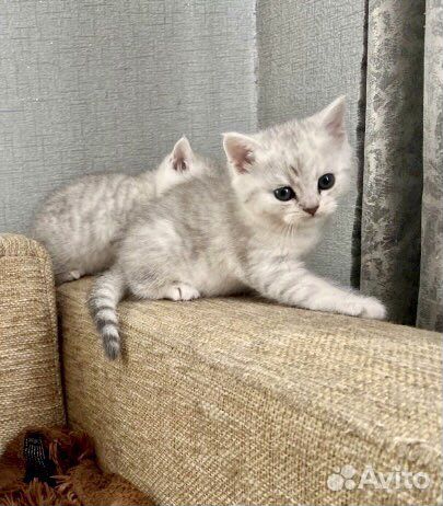 Британский котенок