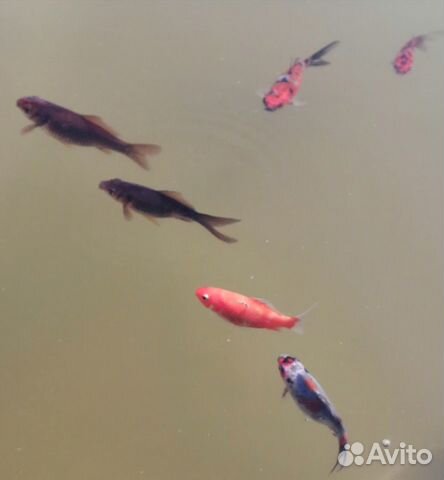 Декоративные прудовые рыбки