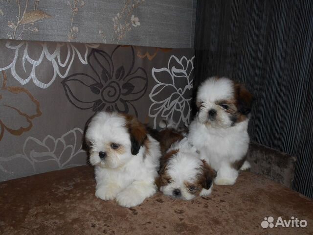 Ши-тцу чудесные девочки