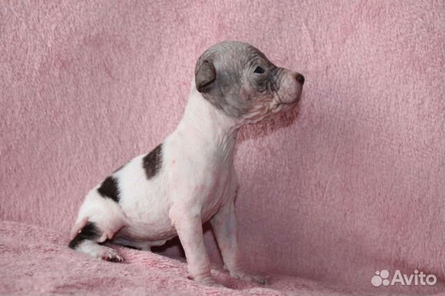 Собака для большой любви