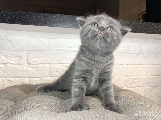 Лиловая девочка