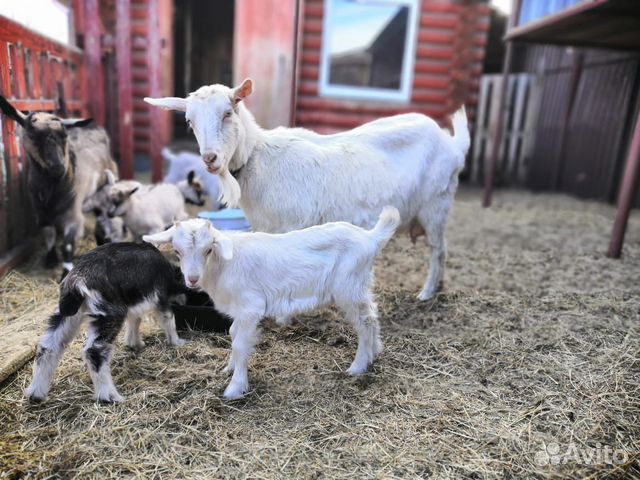 Зааненский и альпийский козлик