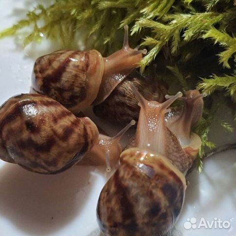 Ахатина Иммакулята (achatina immaculata)