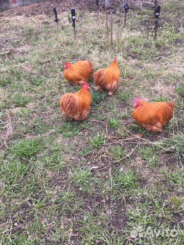 Петухи кохинхин