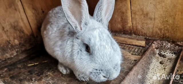 Кролики, полтавское серебро