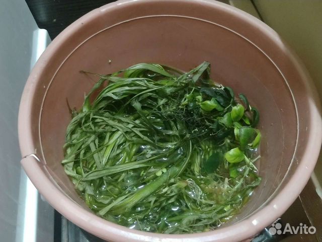 Отдам водоросли