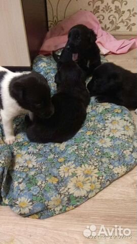 Собака в добрые руки щенок