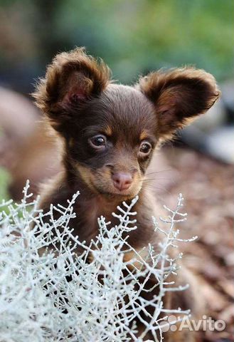 Щенок тойчик