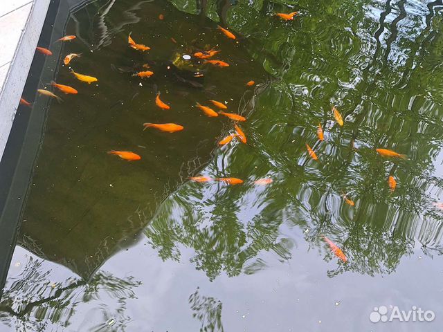Караси декоративные в пруд, рыба в пруд