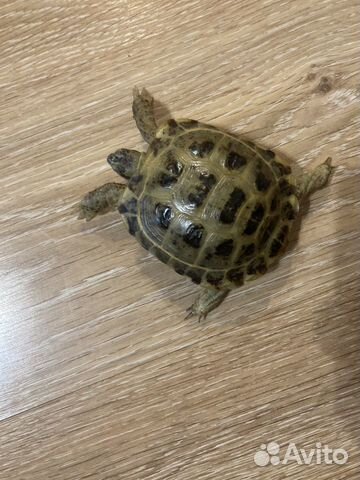 Черепаха сухопутная девочка