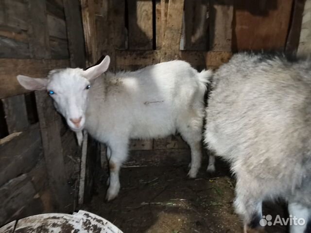 Козы дойные