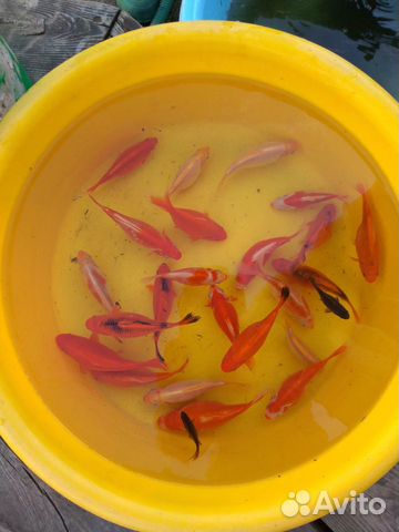 Караси кометы для пруда