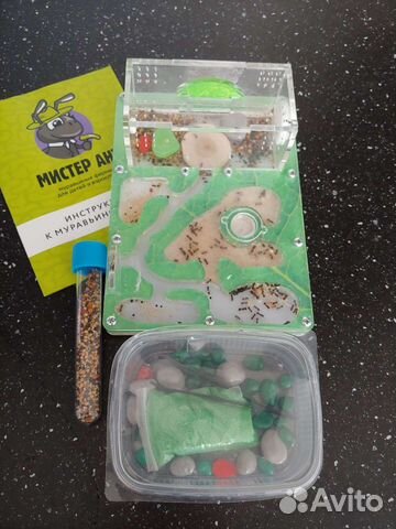 Муравьиная ферма с муравьями