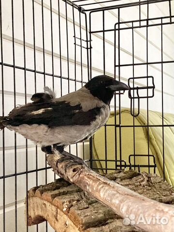 Ворона-инвалид