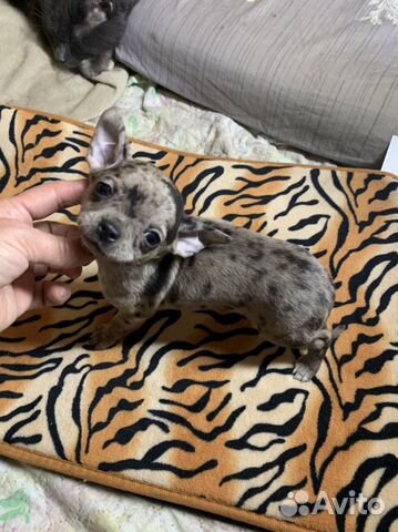 Чихуахуа Мерле Мелкий Горошек