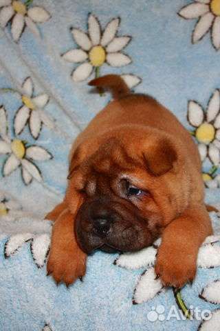 Складчатое чудо