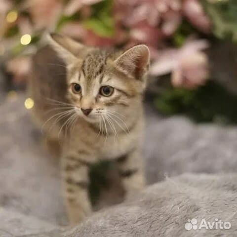 Котята в добрые руки бесплатно