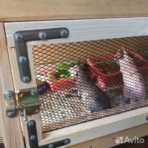 Продаются малыши скинни