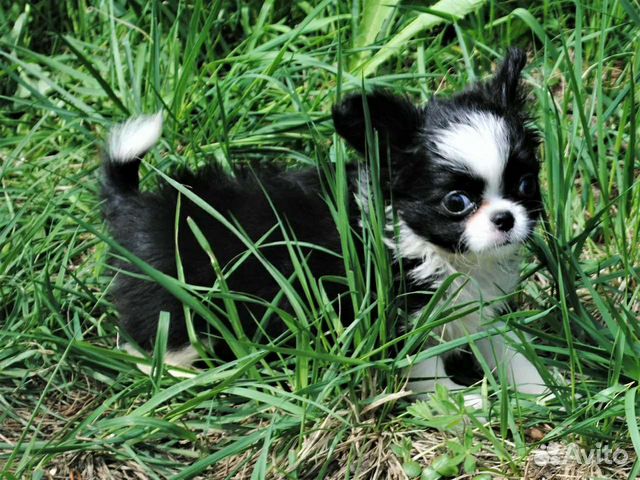 Чихуахуа - симпатичный мальчишка