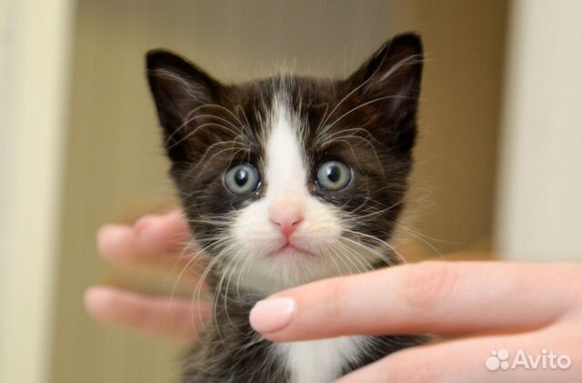 Красивый ласковый котенок