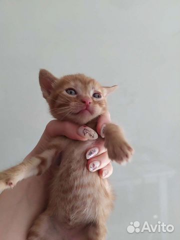 Котята рыжие бесплатно